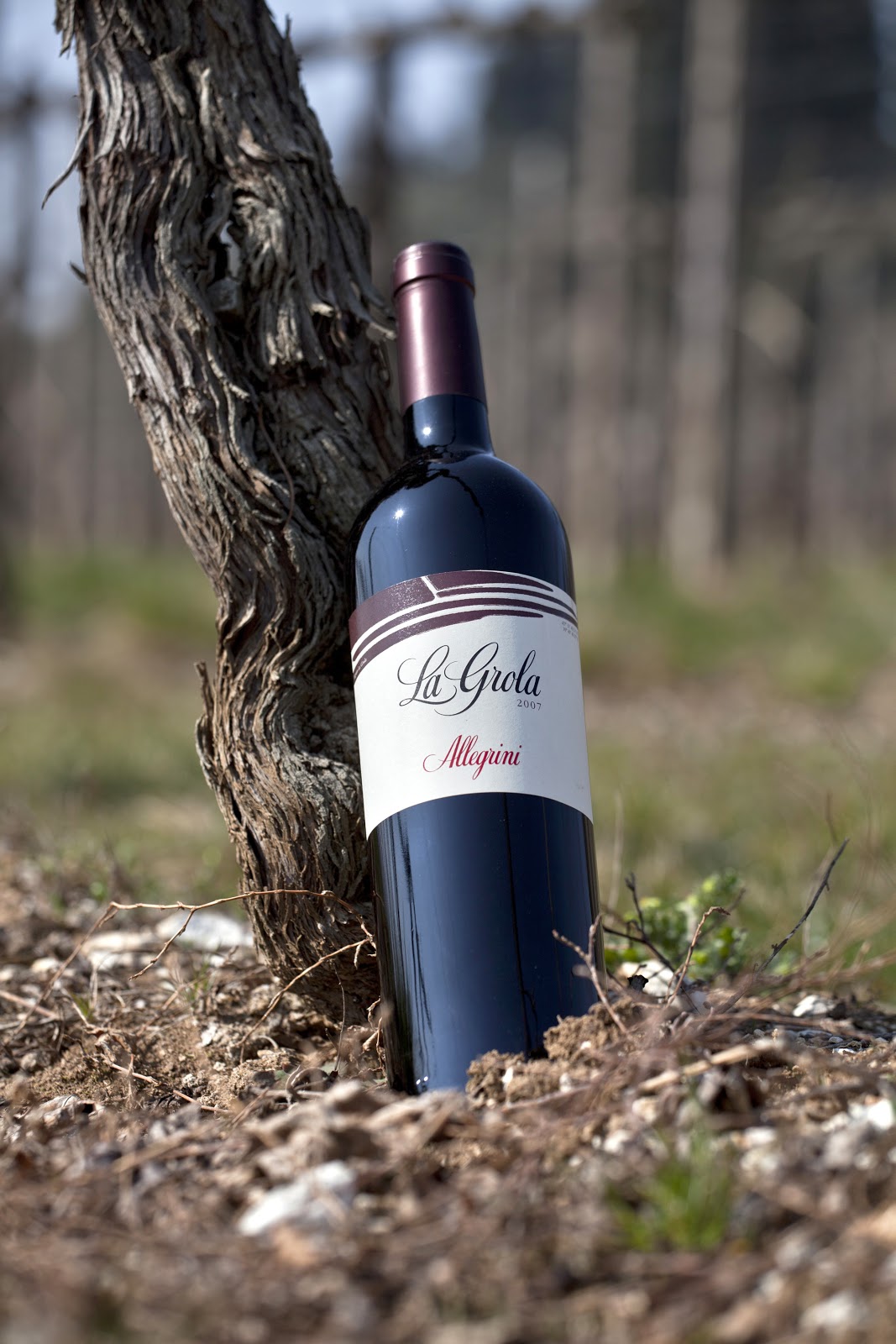 La Grola. I trent'anni di un vino leggendario. - chiaramaci